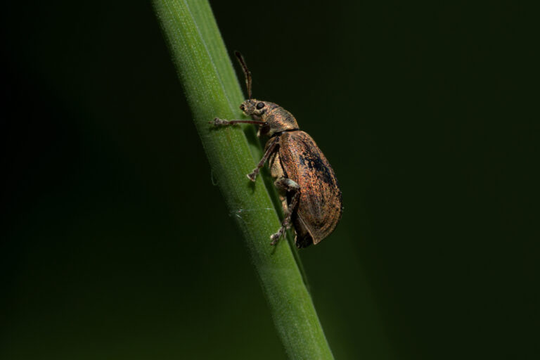 Otiorhynque dans le jardin, comment les combattre