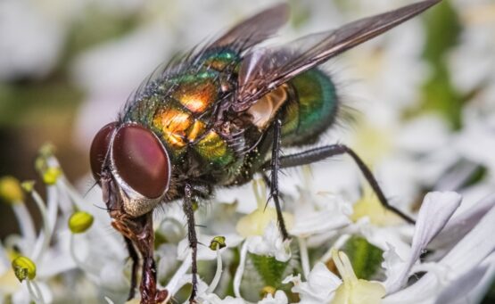 Combien de temps faut-il pour qu'un asticot devienne une mouche
