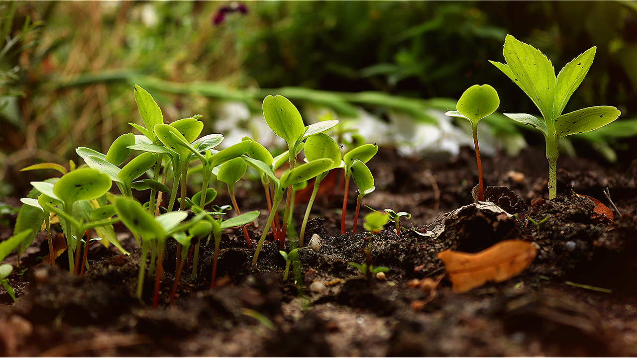 Guide pratique pour choisir le meilleur terreau pour vos plantes