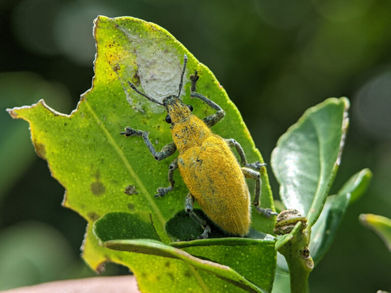 Otiorhynque dans le jardin, comment les combattre