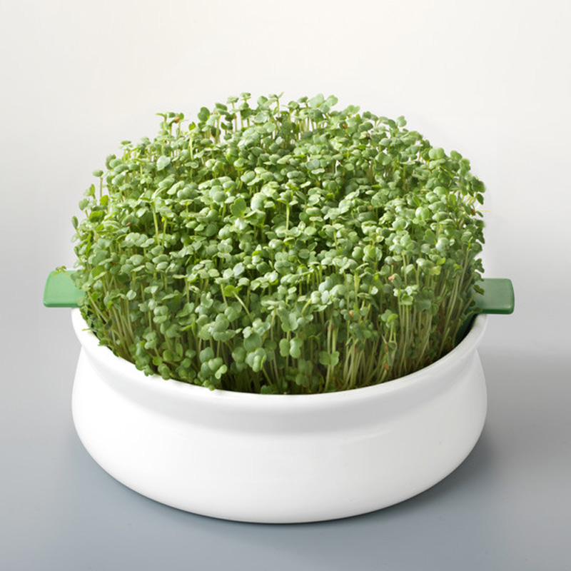 Coupelle de germination pour les graines à mucilage par Germline