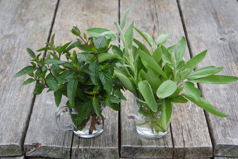 Plante aromatique : comment cultiver la sauge