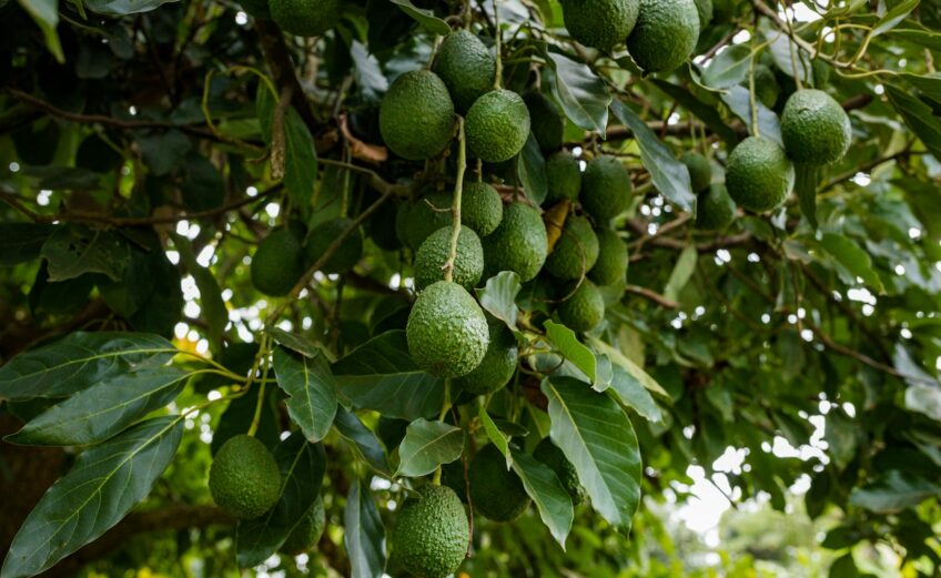 Culture de l'avocat en France : conseils pratiques