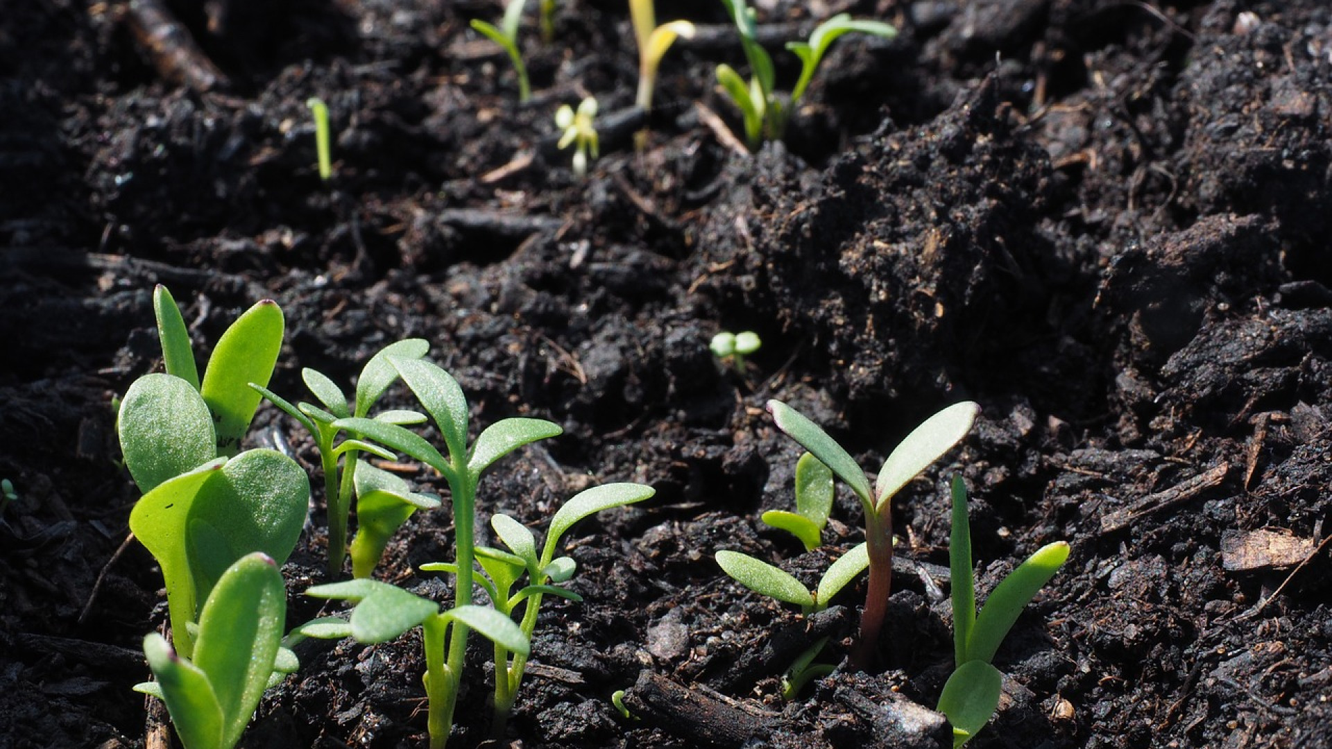 À quoi sert le terreau pour les plantes extérieures