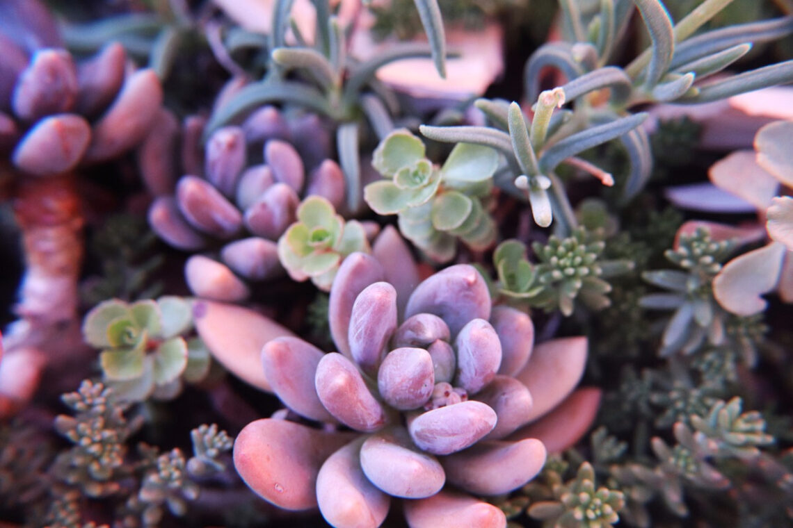 Plante grasse à fleurs roses ou rouges : lesquelles choisir pour son ...