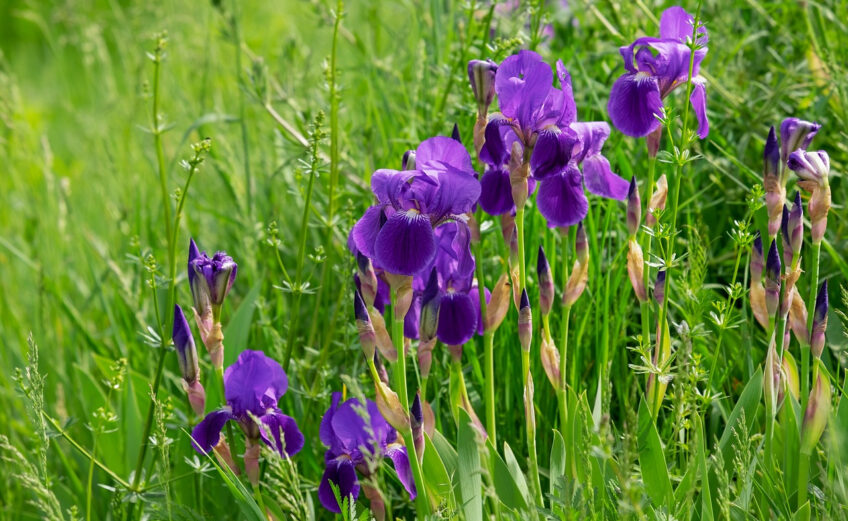 Que faire d'un lys après floraison : astuces simples pour prolonger sa vie