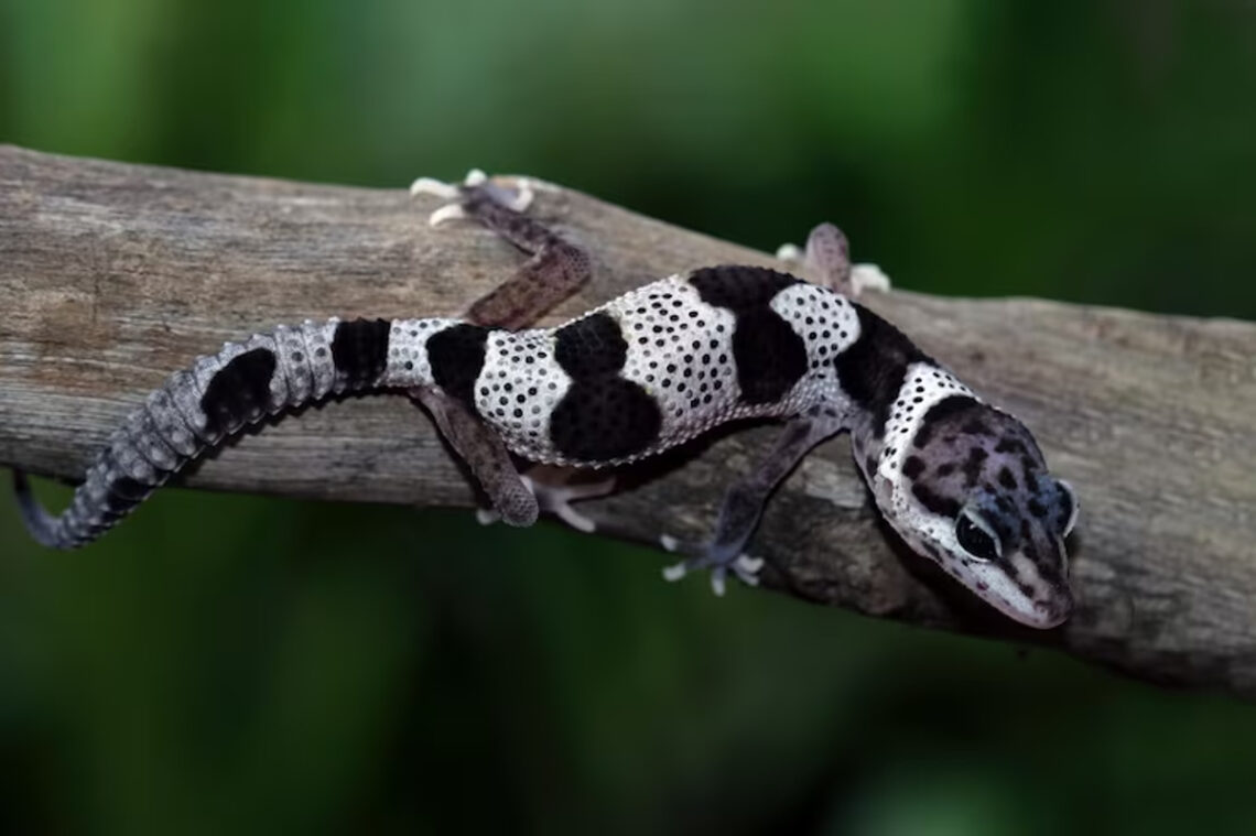 Répulsif gecko : comment se débarrasser de ces indésirables