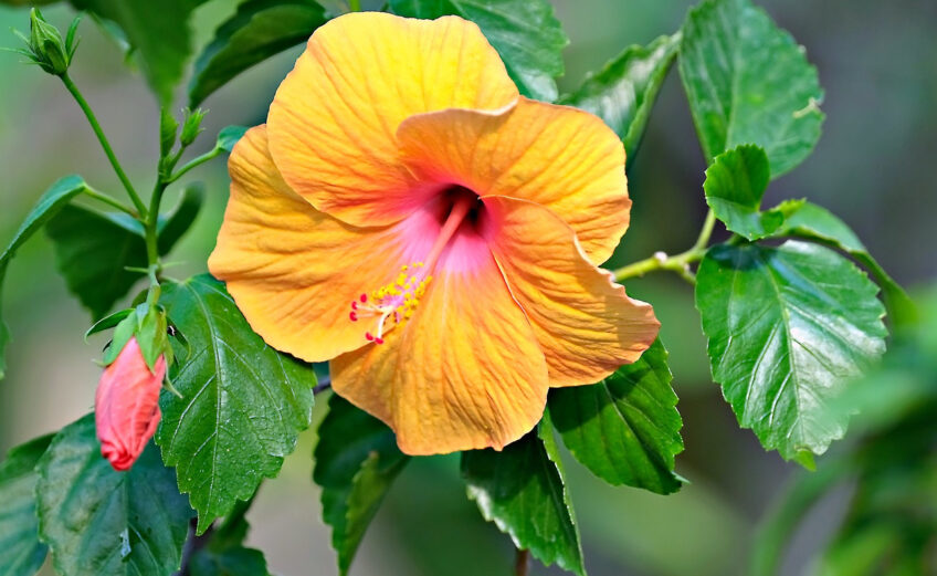 Hibiscus d'intérieur ou d'extérieur : comment faire la différence