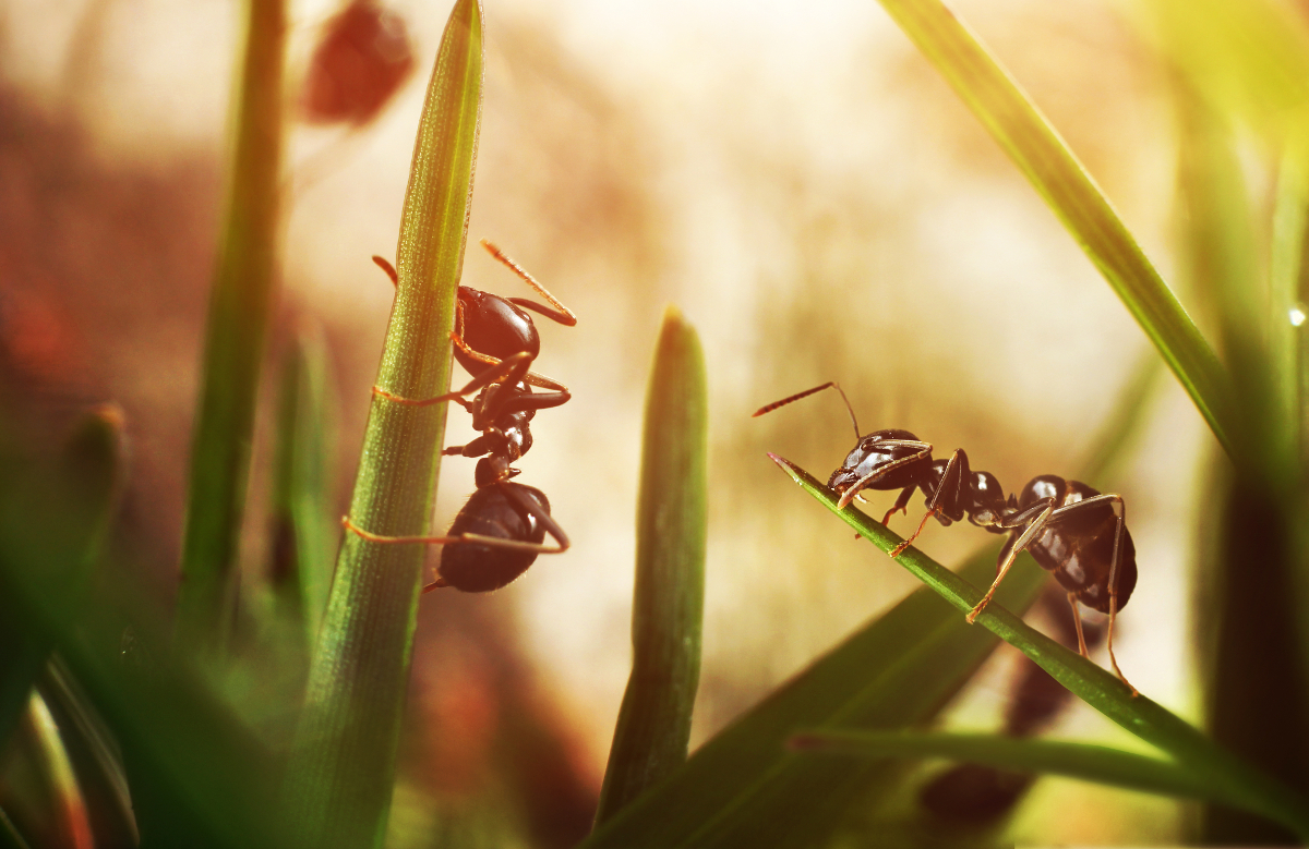 3 astuces pour en finir avec les invasions de colonies de fourmis dans ...
