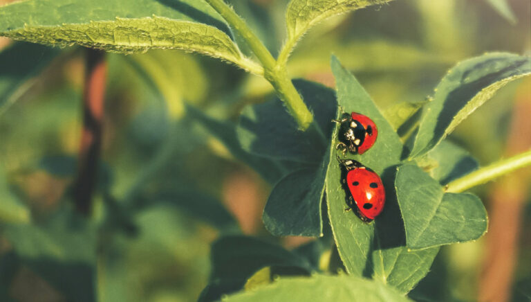 Comment utiliser la lutte biologique sur son jardin