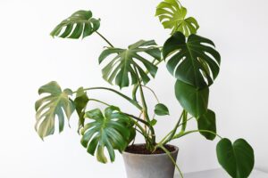 Monstera Deliciosa : voici comment entretenir ses racines aériennes