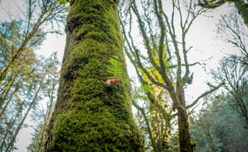 Quel produit pour enlever la mousse sur les arbres