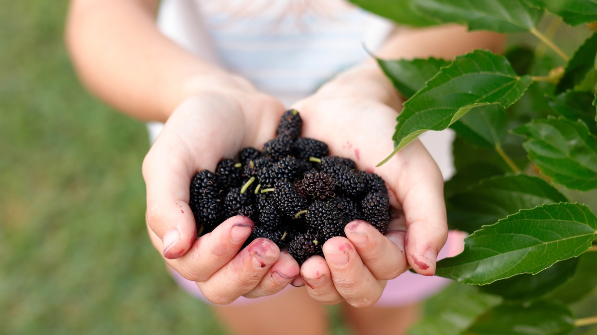 Culture du Mûrier : Conseils pour Plantation et Entretien