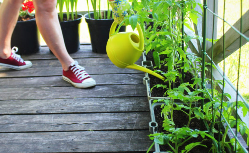 Potager, verger, fruits et légumes : Le Monde du Jardin