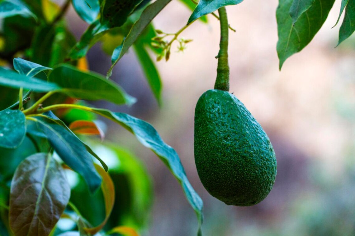Comment faire pousser un avocatier en France : conseils et astuces ...