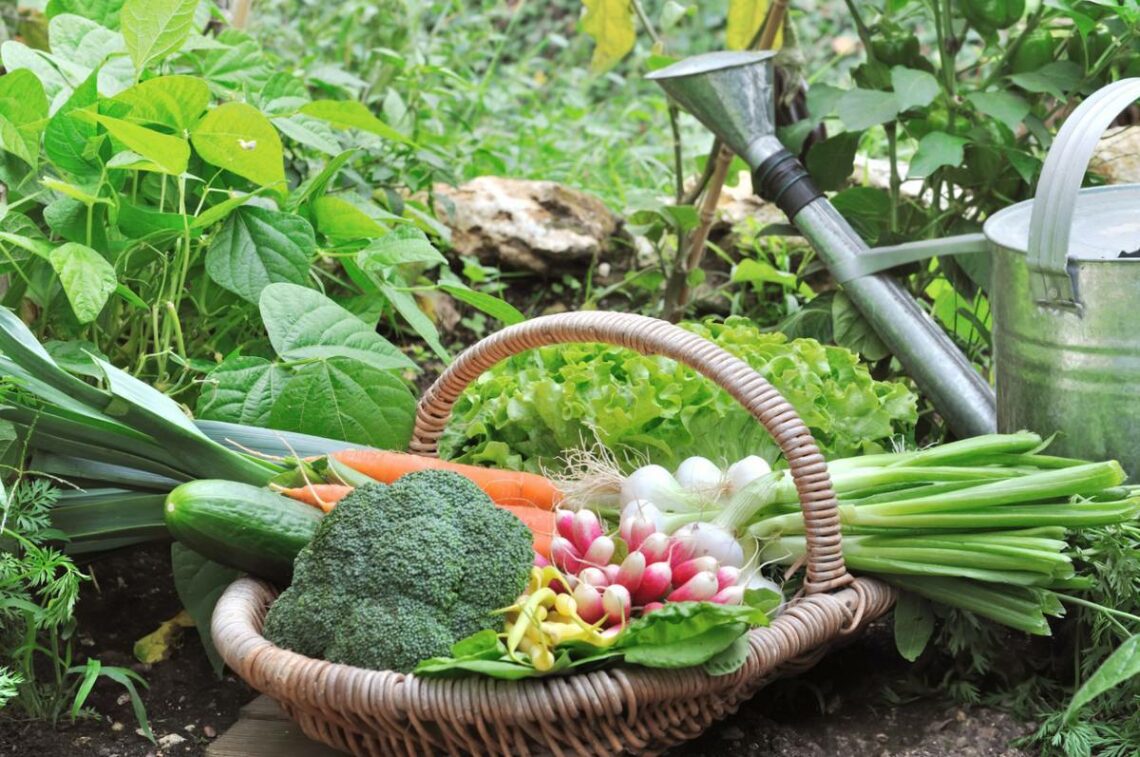 Création d'un potager : quand est-ce le bon moment